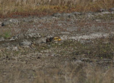 Exkursion der Fachgruppe Ornithologie im NABU Kreisverband Potsdam ...